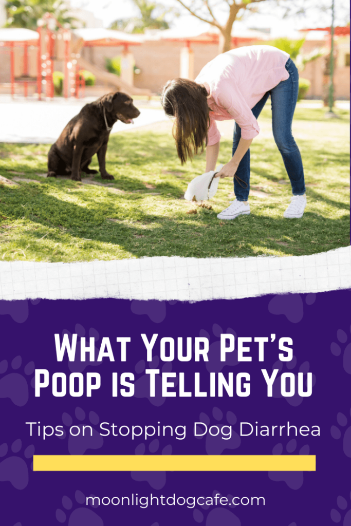 Effective tips on stopping dog diarrhea using home remedies