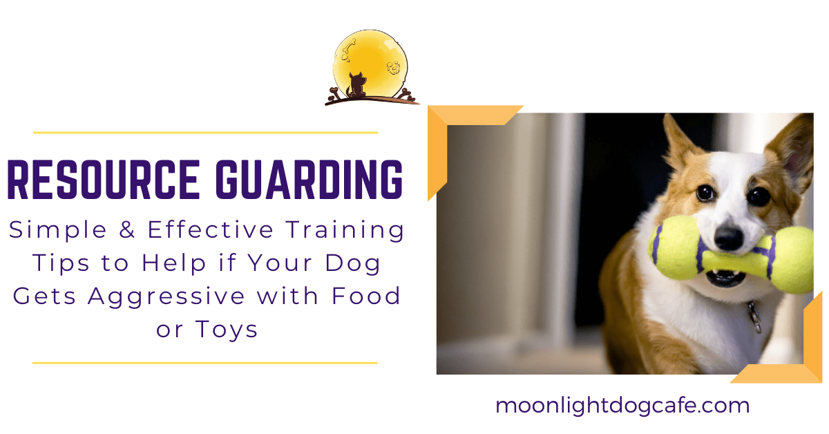 Resource Guarding in Dogs: How to Prevent Your Dog from Getting ...