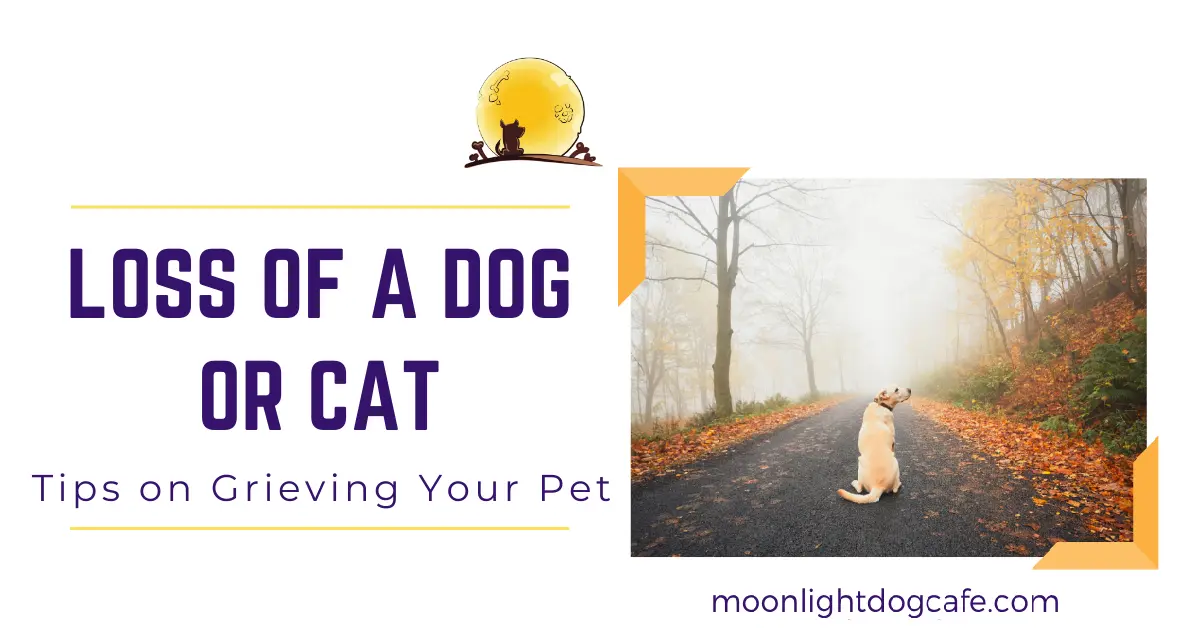 Loss of a Pet: Because Grieving Your Pet is Natural